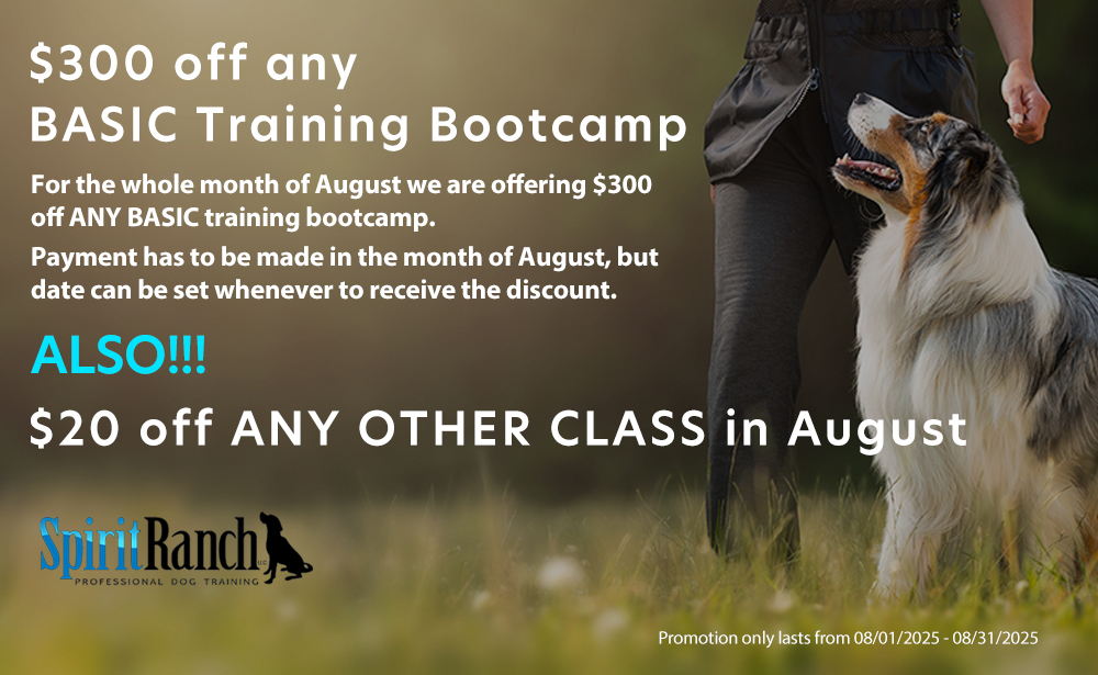 Tulsa Dog Training | Spirit Ranch Dog Training – Obedience, Aggressive ...