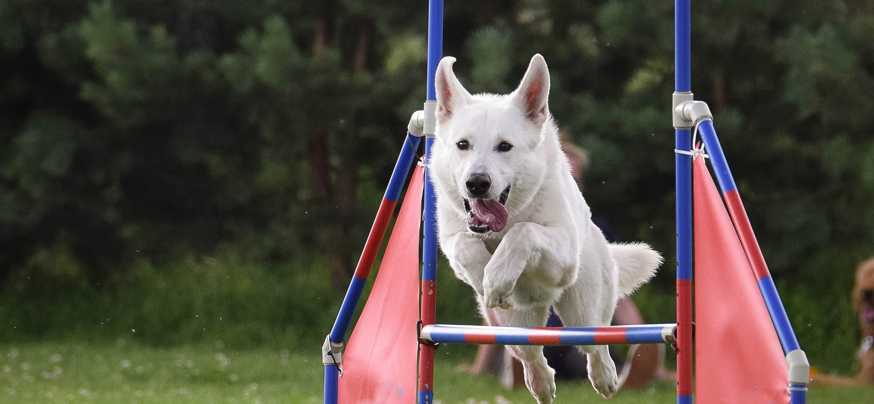 Spirit Ranch Professional Dog Training